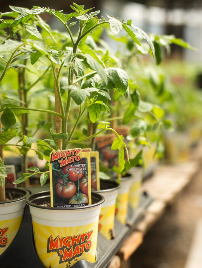 Pacific Horticulture | A Botanical Force