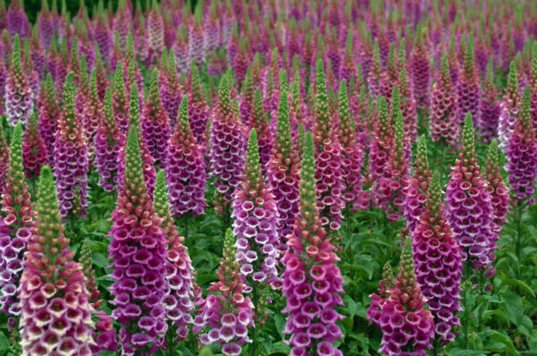 Pacific Horticulture | A Botanical Force