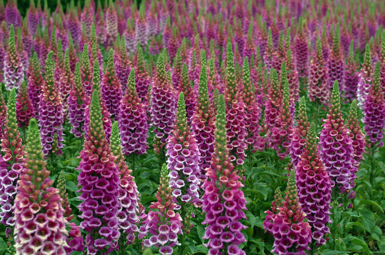 Pacific Horticulture | A Botanical Force