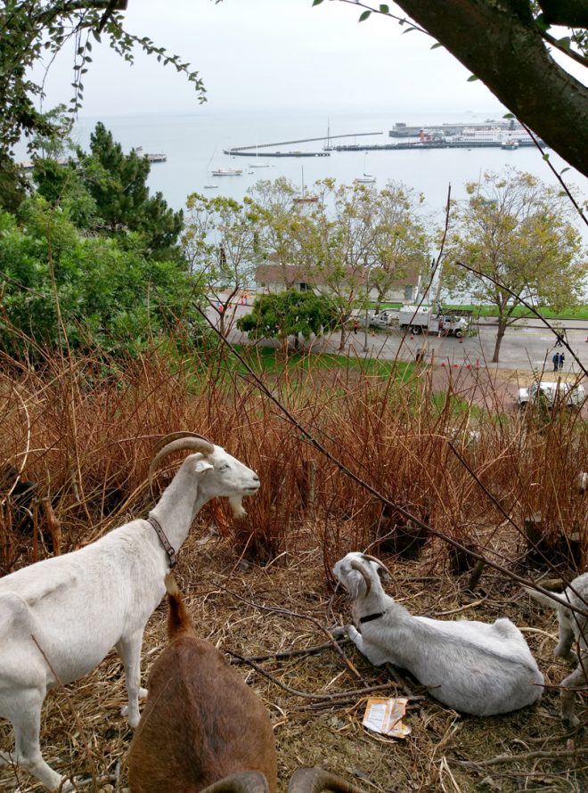 Pacific Horticulture | Black Point Historic Gardens