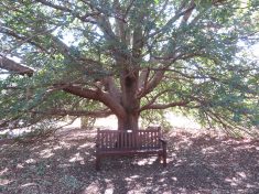 Pacific Horticulture | A 100-Year Tree Replacement Program for Carrick Hill