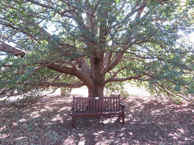 Pacific Horticulture | A 100-Year Tree Replacement Program for Carrick Hill