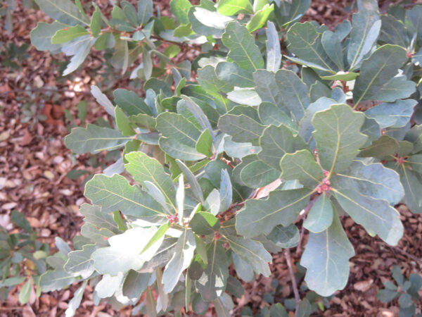 Pacific Horticulture | A 100-Year Tree Replacement Program for Carrick Hill