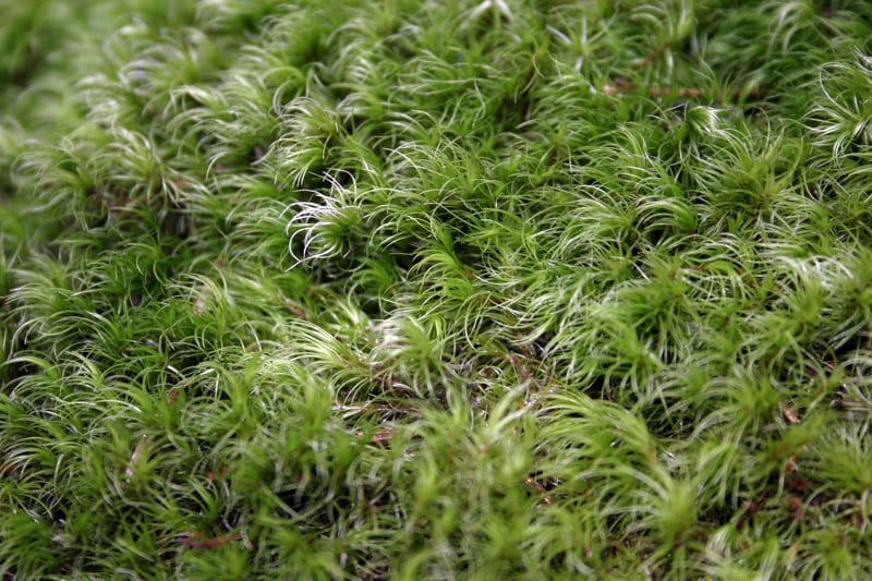 Pacific Horticulture | Laboratory Report (July 2020)