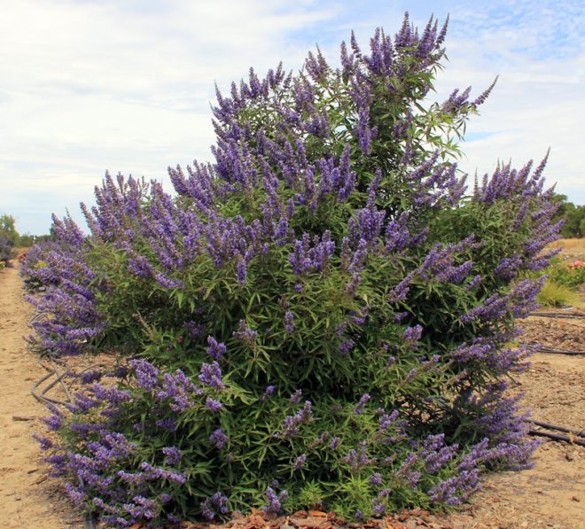 Pacific Horticulture | Best Plants in Low Water Field Trials Named Blue ...