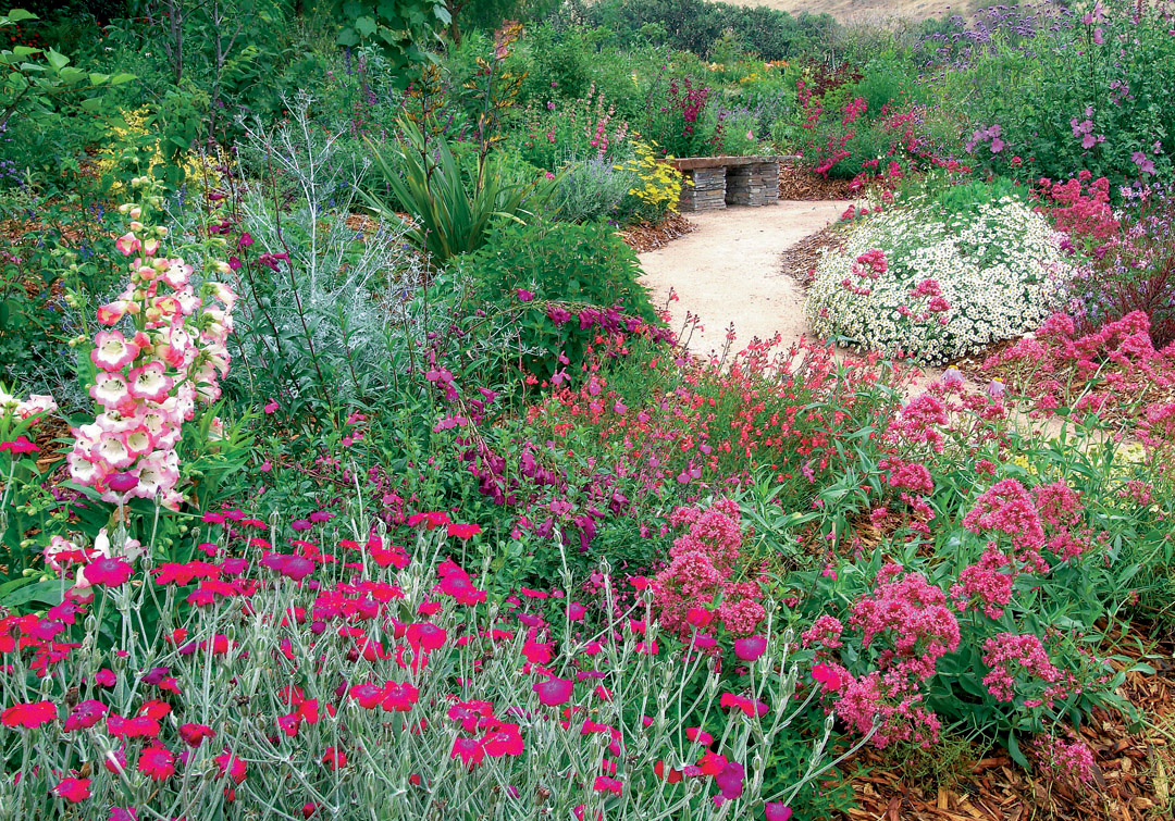 Pacific Horticulture | My Favorite Weeds