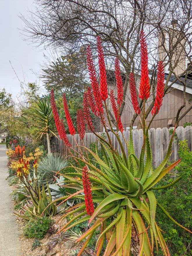 Pacific Horticulture | Growing Aloes in the Sacramento Valley