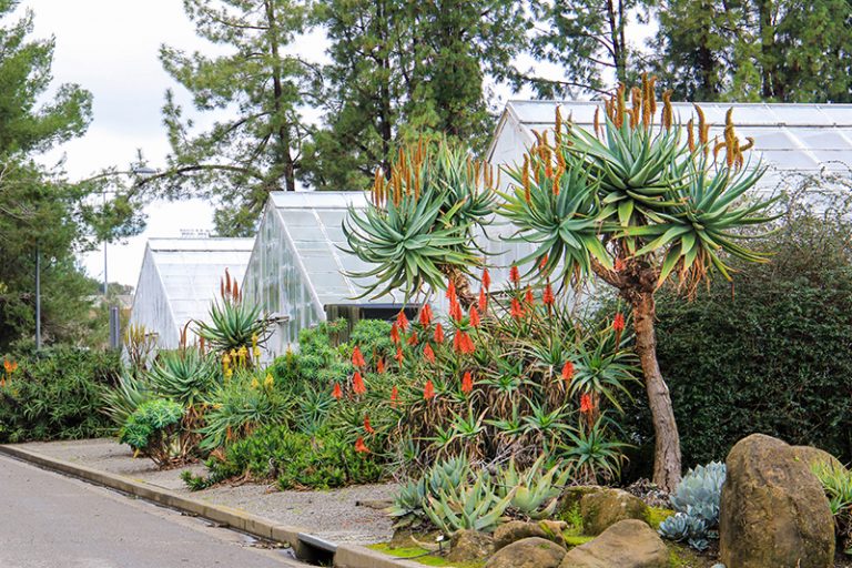 Pacific Horticulture | Growing Aloes in the Sacramento Valley