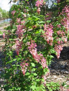 Pacific Horticulture | The Native Plant Garden in Early Spring