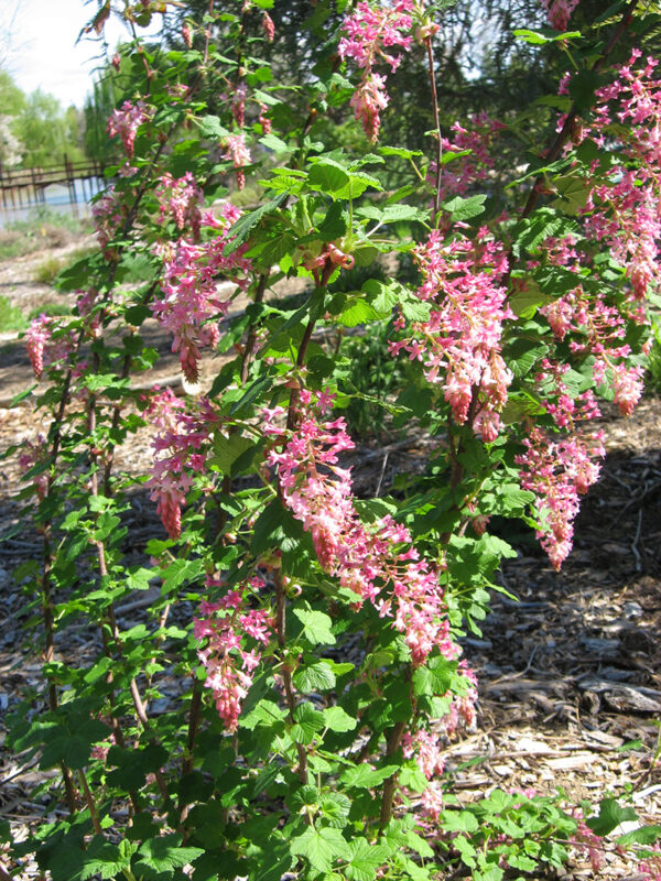 Pacific Horticulture | The Native Plant Garden in Early Spring