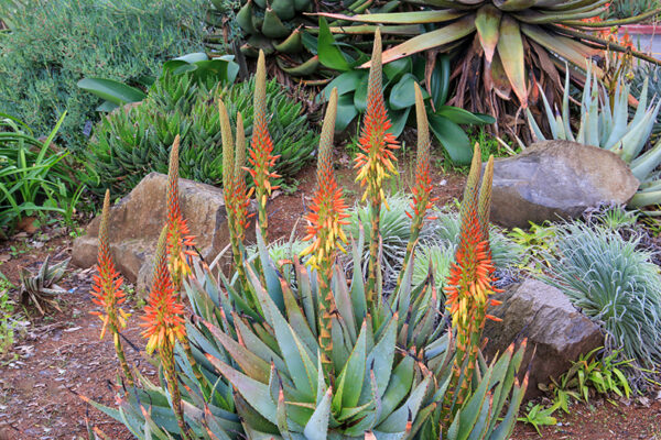 Pacific Horticulture | Growing Aloes in the Sacramento Valley