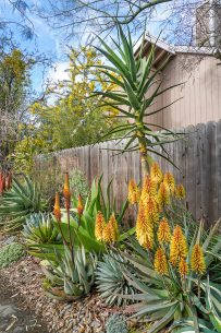 Pacific Horticulture | Growing Aloes in the Sacramento Valley