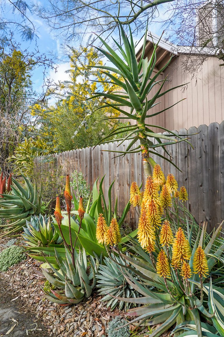 Pacific Horticulture | Growing Aloes in the Sacramento Valley