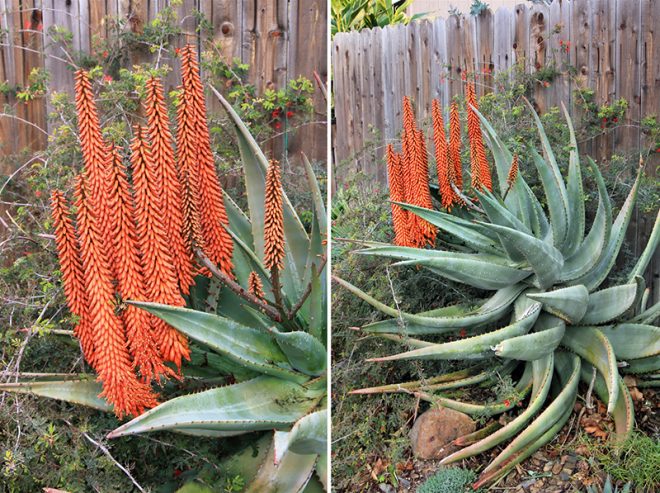 Pacific Horticulture | Growing Aloes in the Sacramento Valley