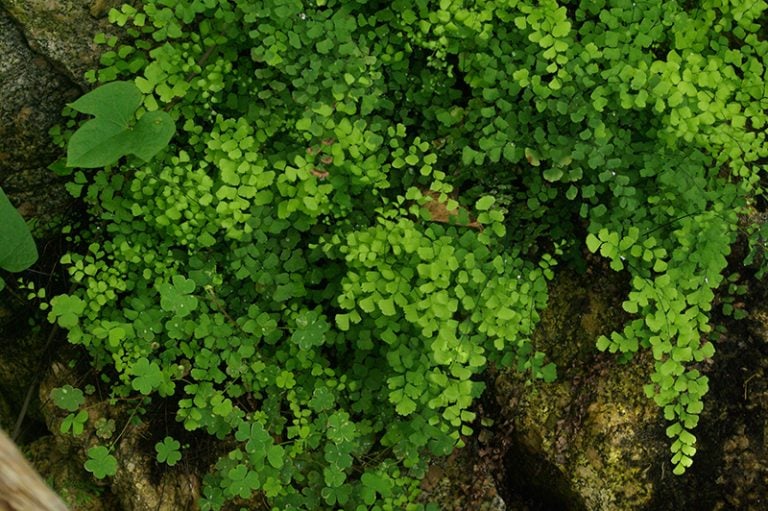 Pacific Horticulture | California Native Ferns