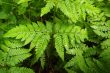 Pacific Horticulture | California Native Ferns