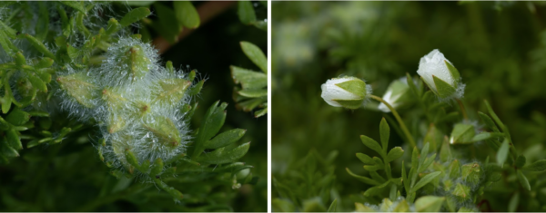 Pacific Horticulture | The Native Plant Garden in Early Spring