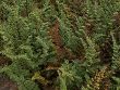 Pacific Horticulture | California Native Ferns