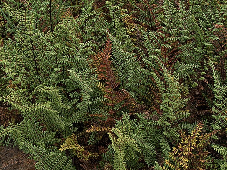 Pacific Horticulture | California Native Ferns