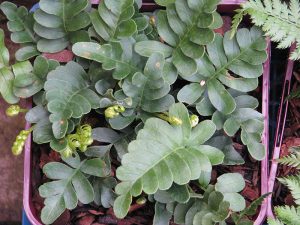 Pacific Horticulture | California Native Ferns