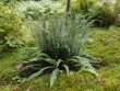 Pacific Horticulture | California Native Ferns