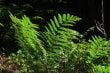 Pacific Horticulture | California Native Ferns