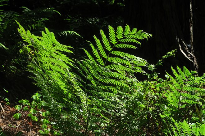 Pacific Horticulture | California Native Ferns