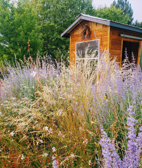 Pacific Horticulture | A Horticultural Adventure through the West ...