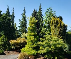 Pacific Horticulture | A Horticultural Adventure through the West ...