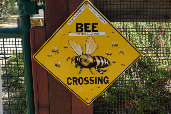 Pacific Horticulture | The Buzz on Bee Gardening—supporting critical ...