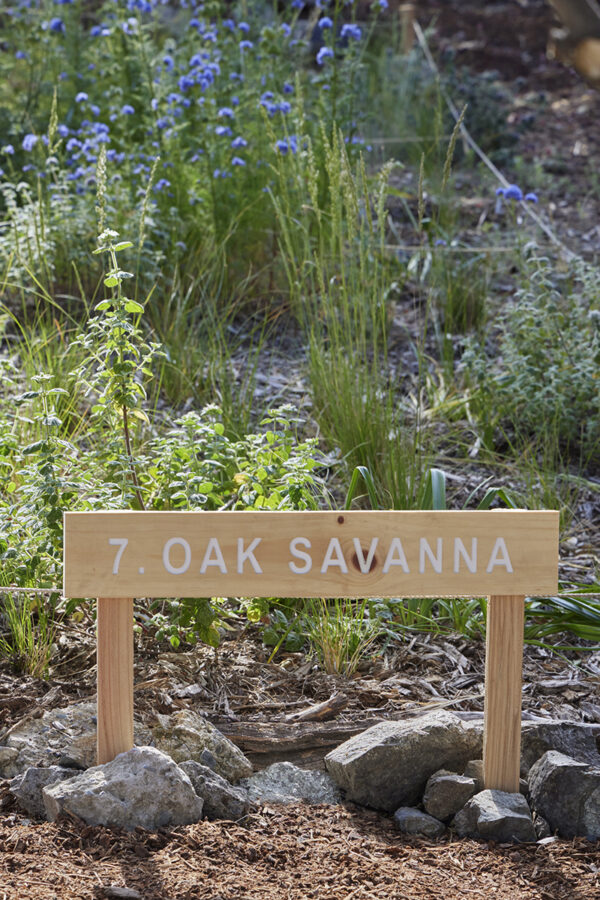 Pacific Horticulture | The Potrero Hill Eco-Patch: Part 1 of 2