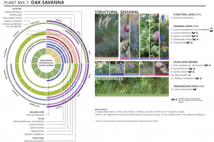 Pacific Horticulture | The Potrero Hill Eco-Patch: Part 1 of 2