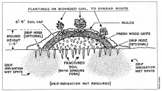 Pacific Horticulture | The Roots in My Garden