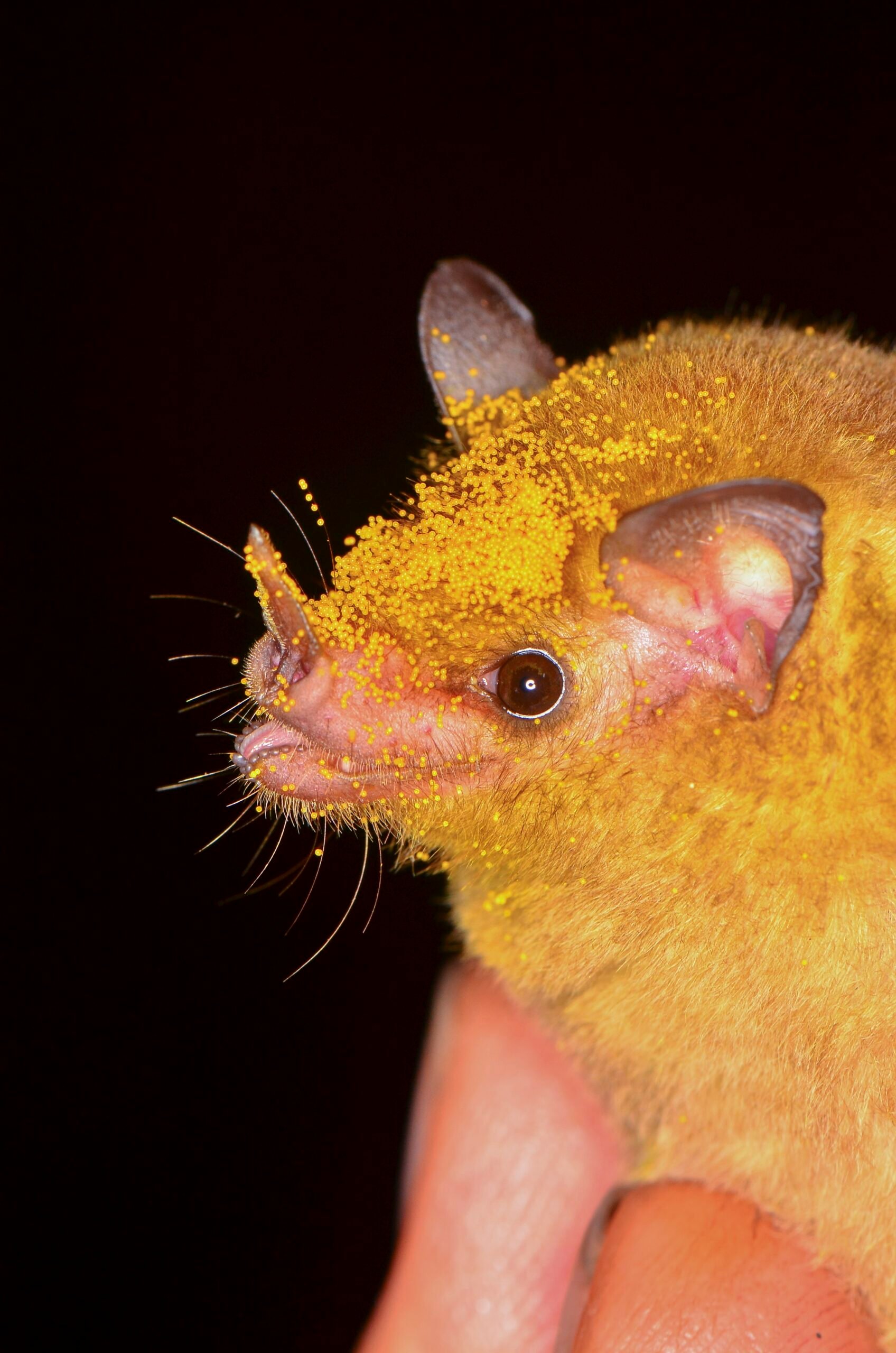 Pacific Horticulture | Do Plants Sleep? Botany By Moonlight