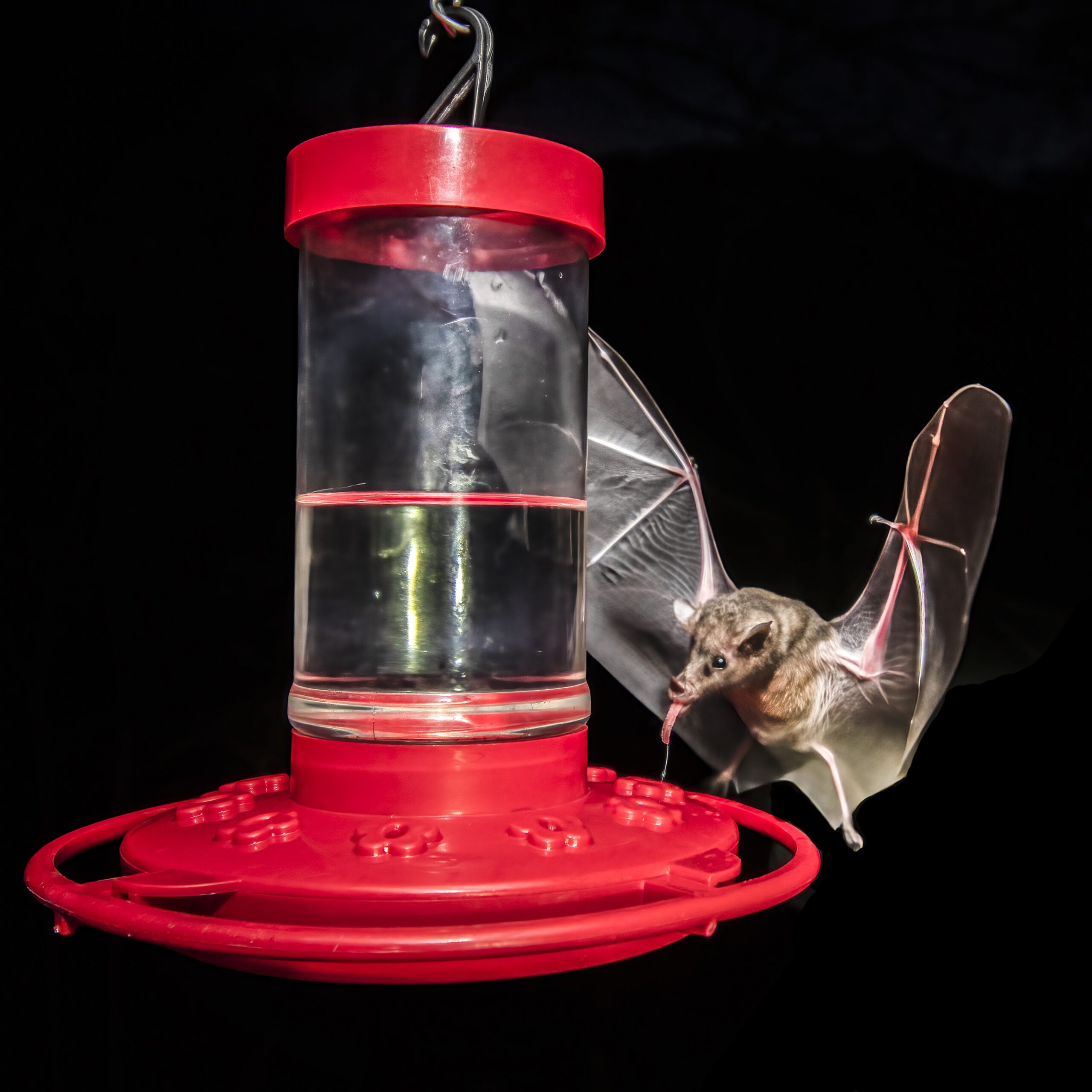 Pacific Horticulture | 3.12_CH_feeder_bat