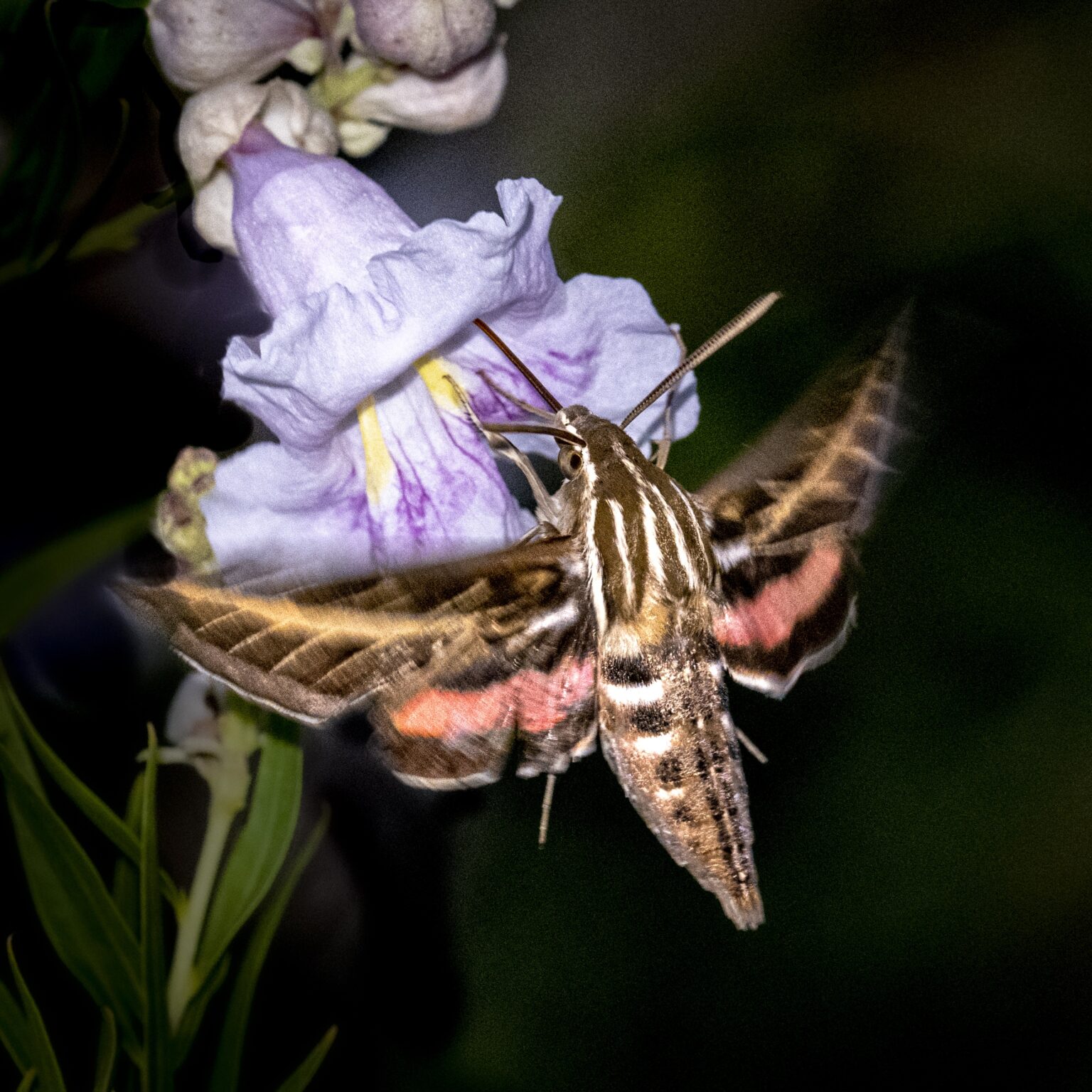 Pacific Horticulture | Do Plants Sleep? Botany By Moonlight