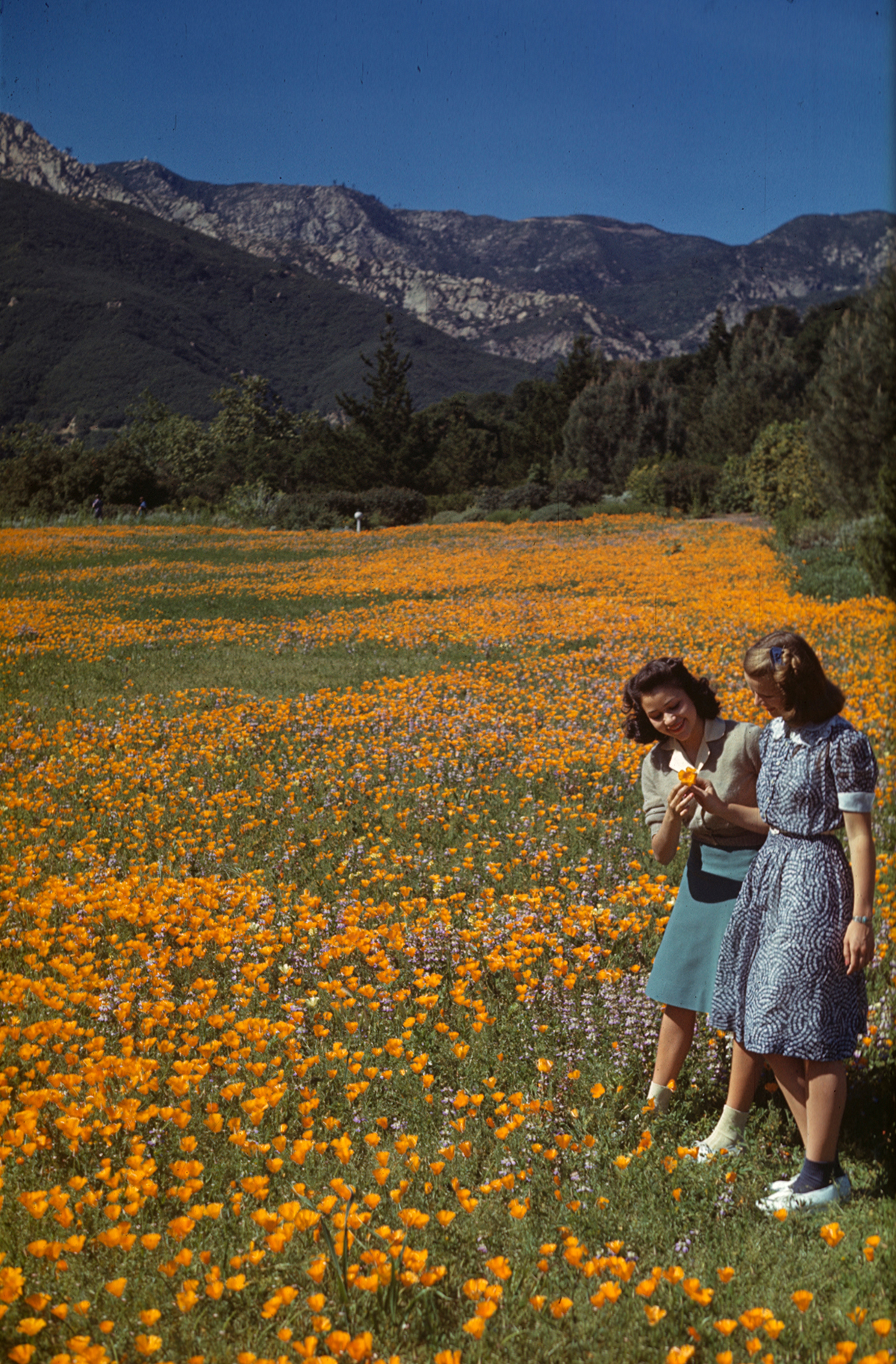 Pacific Horticulture | Lockwood de Forest III