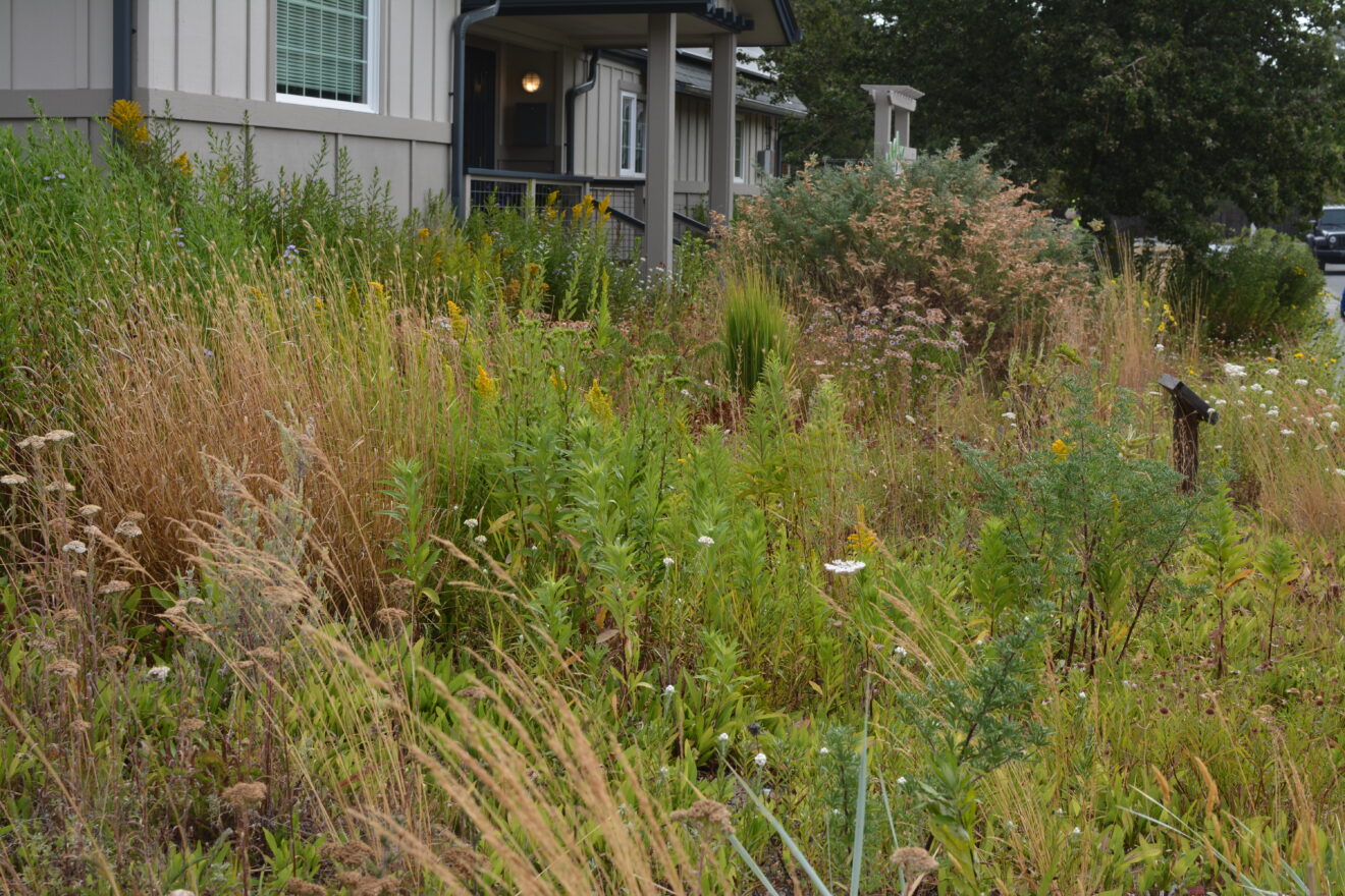 Pacific Horticulture | Wild or Weedy? Naturalistic Design Strategies ...