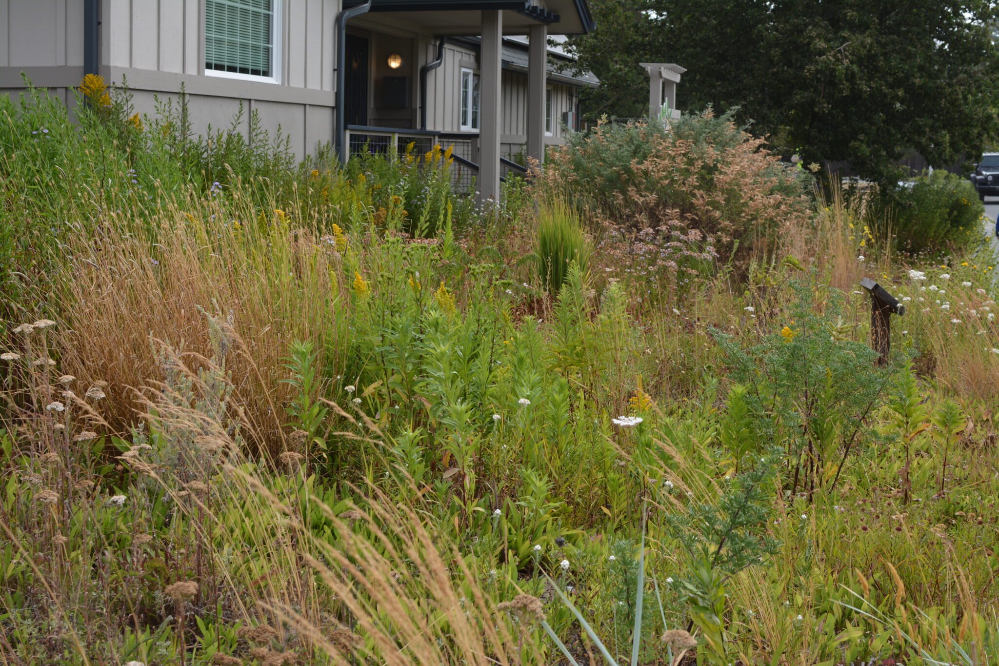 Pacific Horticulture | Wild or Weedy? Naturalistic Design Strategies ...