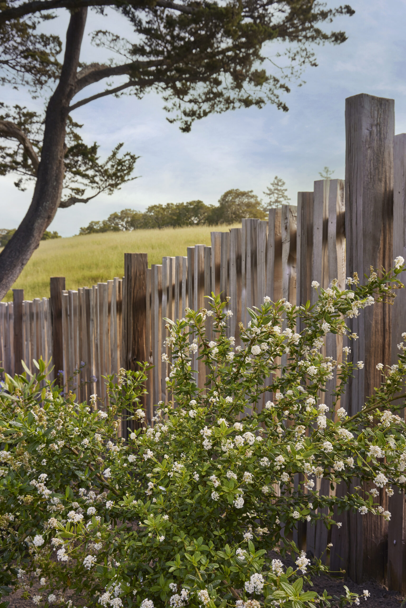 Pacific Horticulture | Wild or Weedy? Naturalistic Design Strategies ...