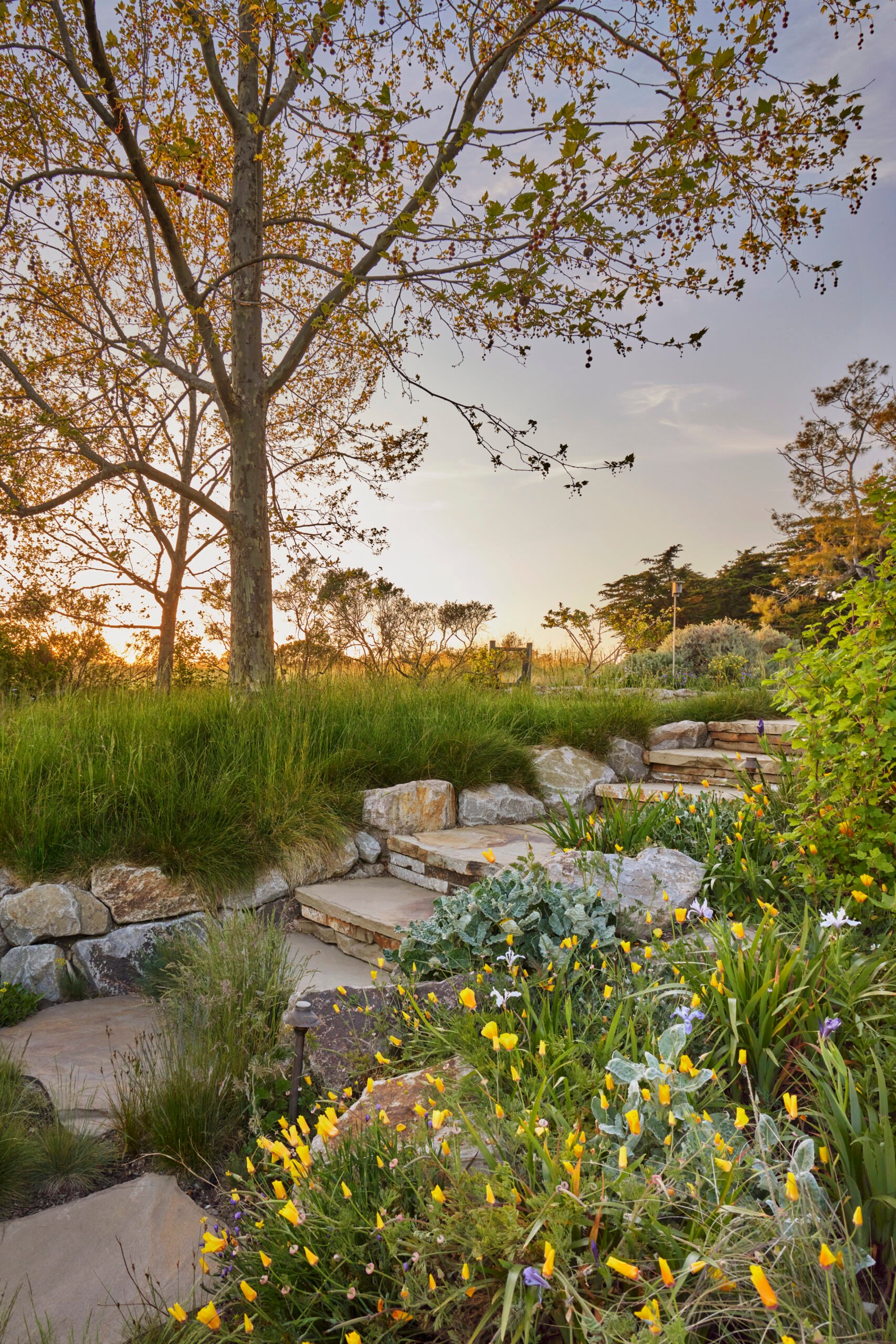 Pacific Horticulture | Wild or Weedy? Naturalistic Design Strategies ...