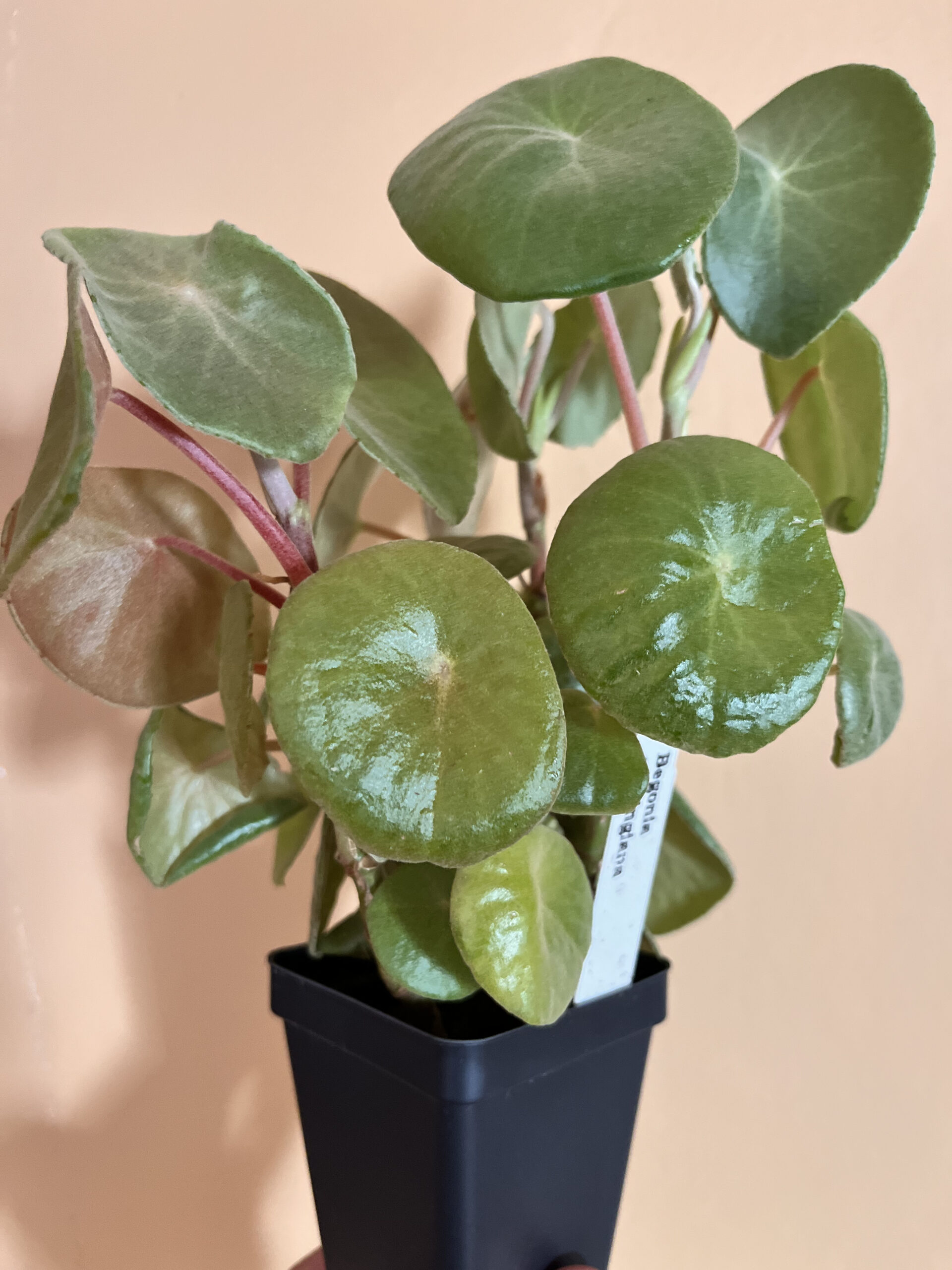 Pacific Horticulture | Understanding Habitat Origins for Houseplant ...