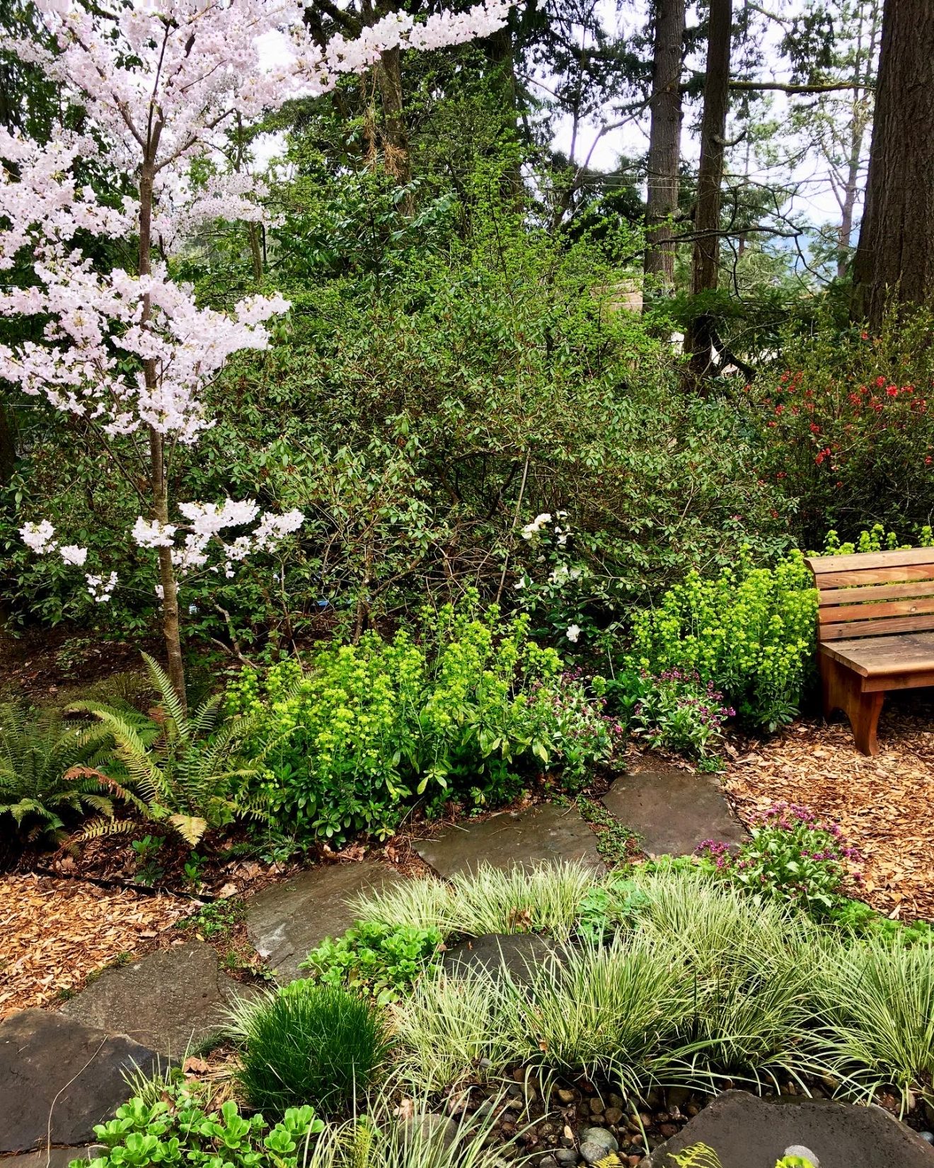 Pacific Horticulture | The Allure of Forest Gardens