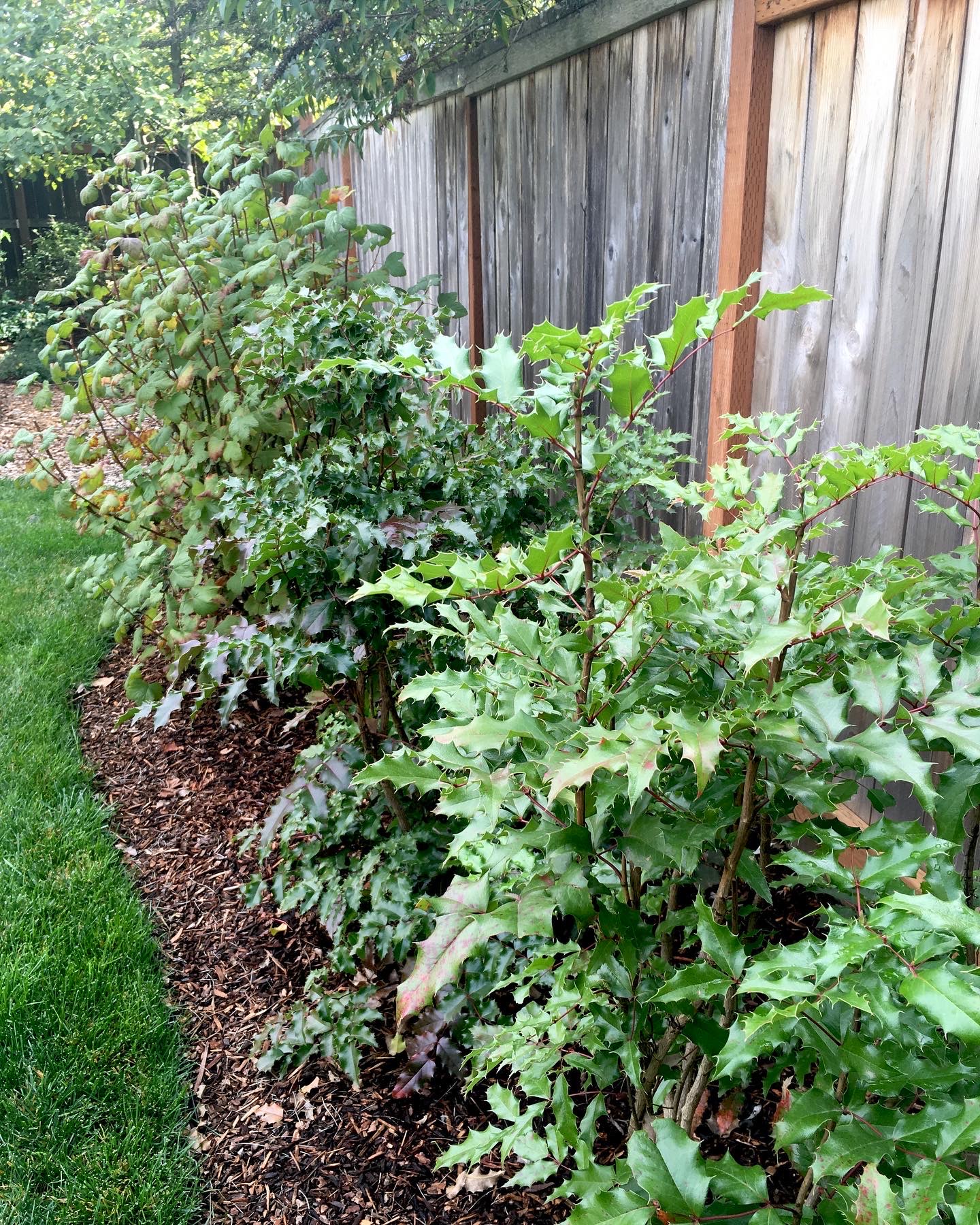 Pacific Horticulture | Habitat Hedges—the Friendliest Screening