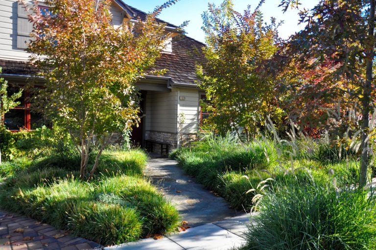 Pacific Horticulture | Seslerias: Versatile Groundcover Meadow Grasses