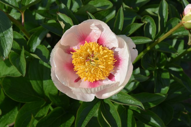Pacific Horticulture | Peonies Delight Us Anew