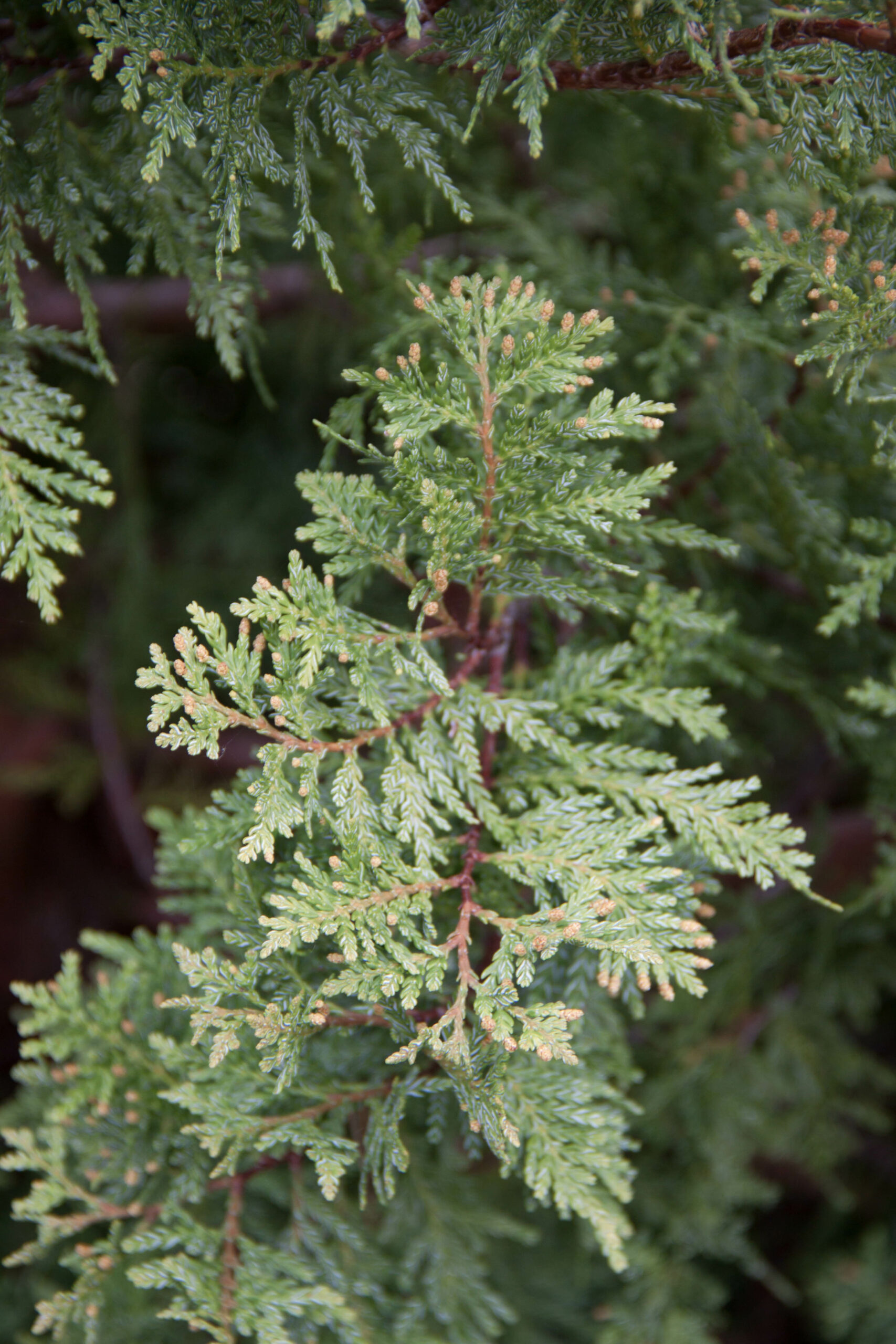 Pacific Horticulture | The Native Flora of Chile in The Traveler’s ...