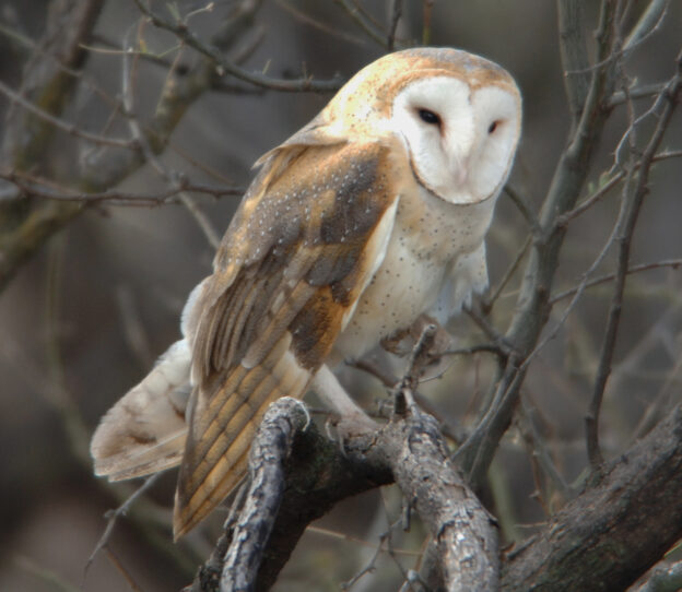 Pacific Horticulture | Feeding the Birds, Au Naturel