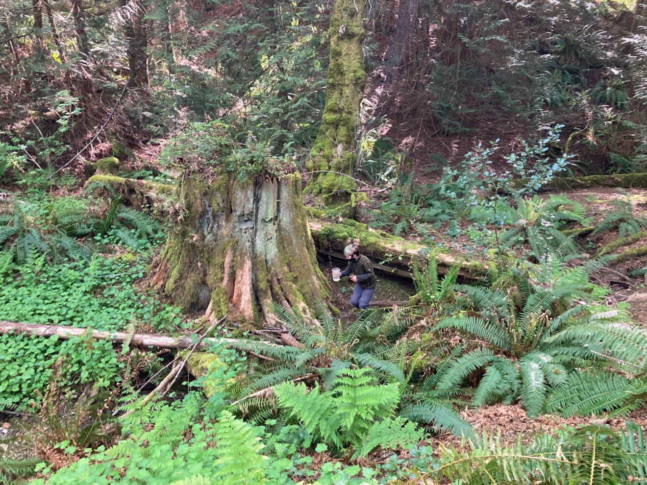 Pacific Horticulture | Seeding Community: The Bainbridge Food Forest ...