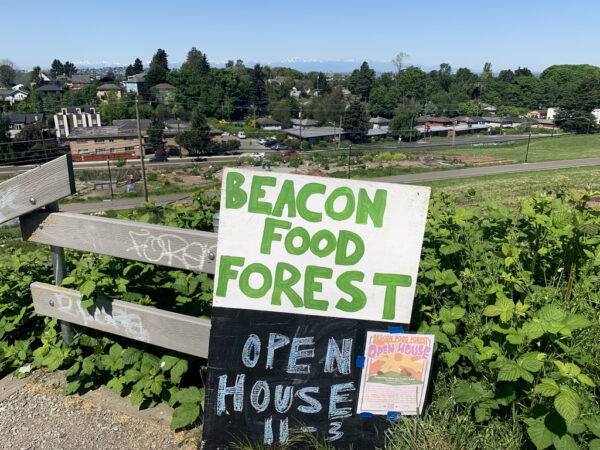 Pacific Horticulture | At 10, Seattle’s Pioneering Food Forest Pivots ...